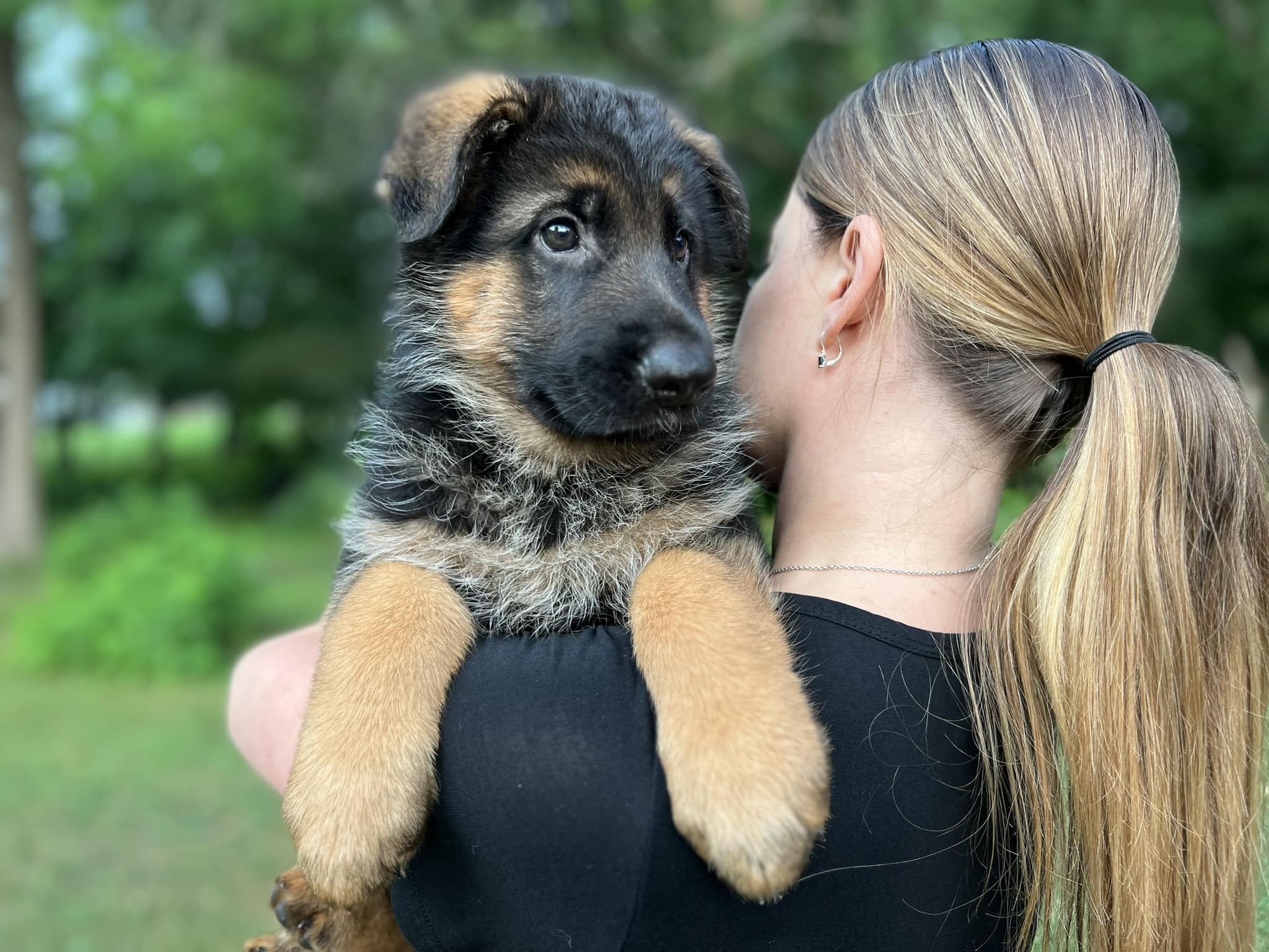 Top line Purebred German Shepherds in Minnesota | USA