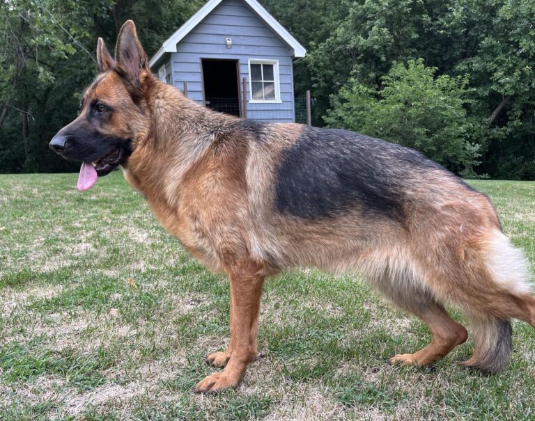 Top line Purebred German Shepherds in Minnesota | USA