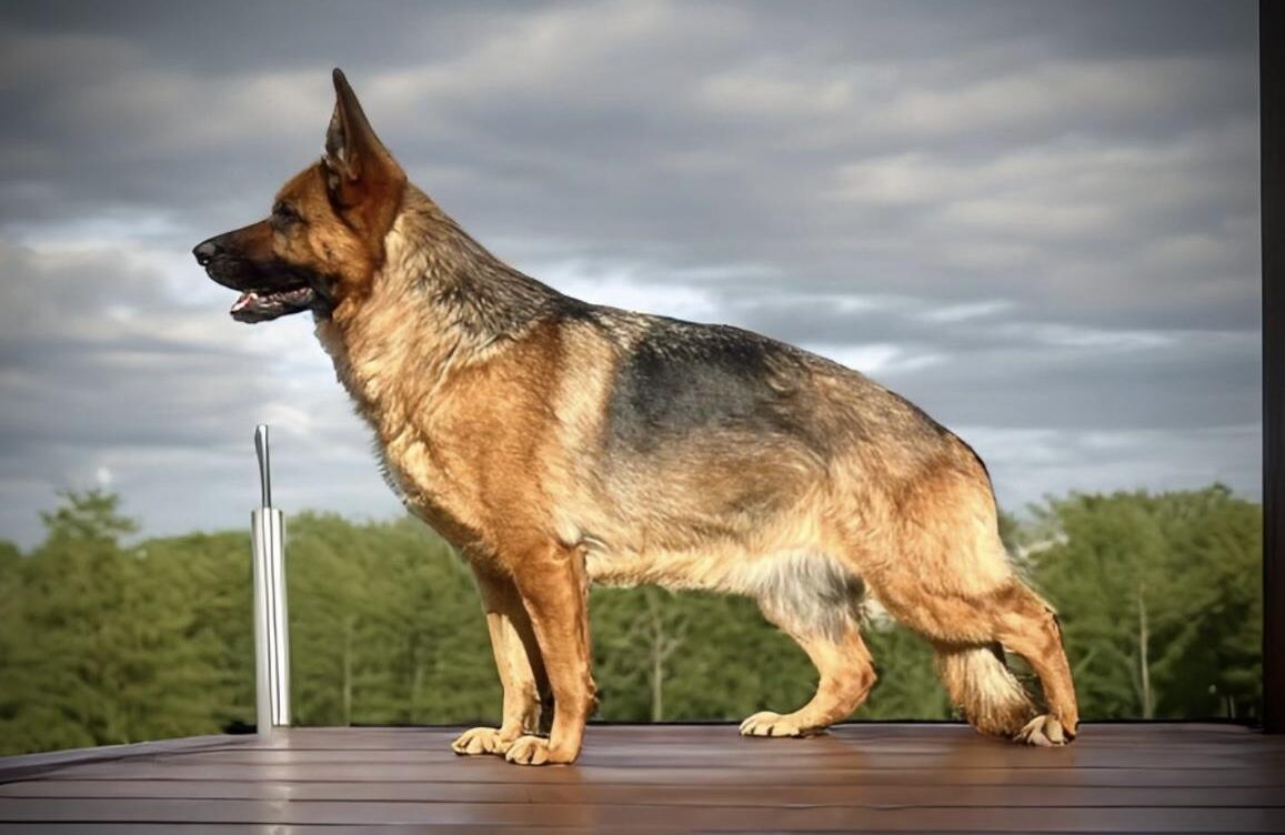 Top line Purebred German Shepherds in Minnesota | USA