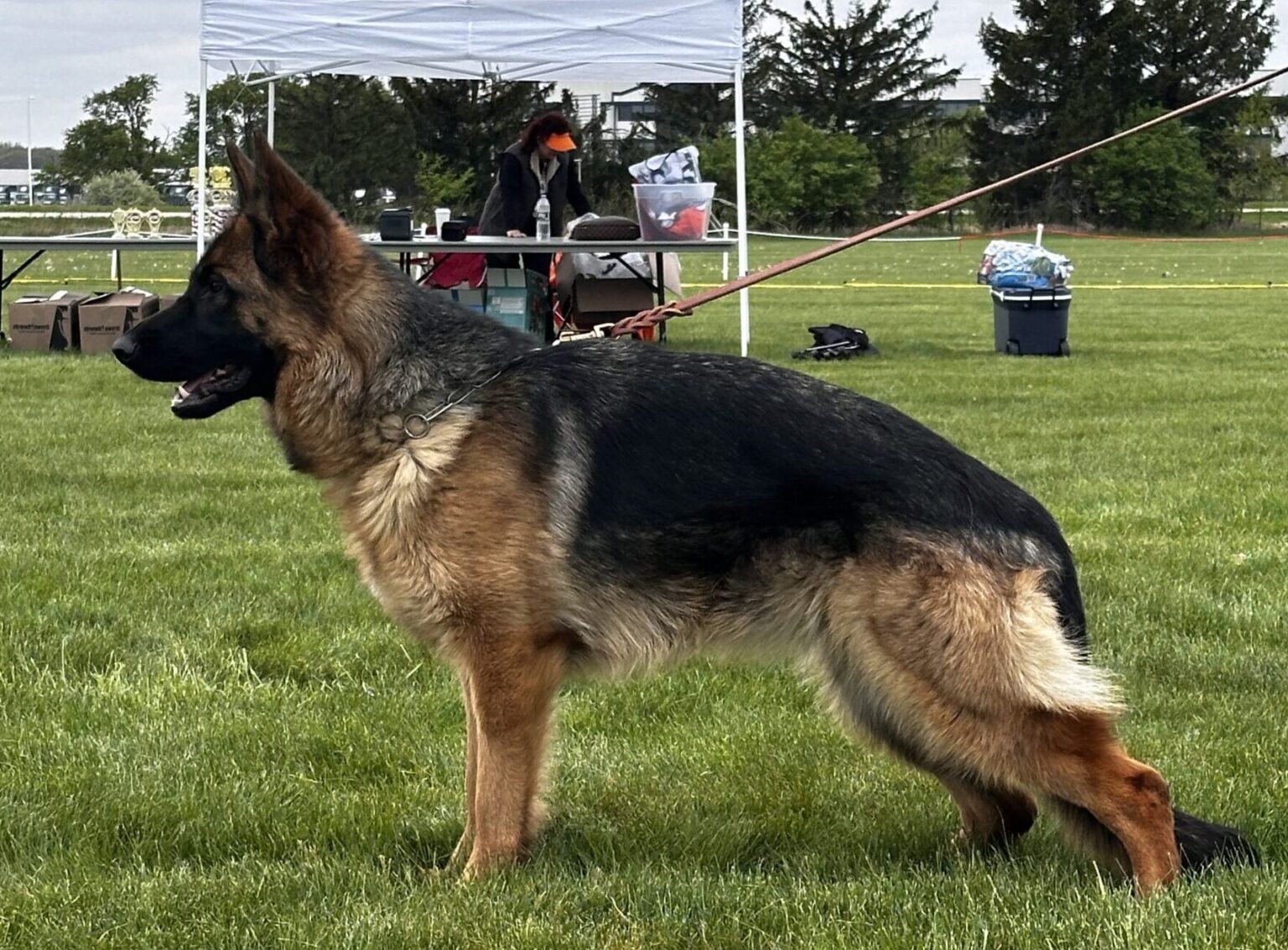 Top line Purebred German Shepherds in Minnesota | USA