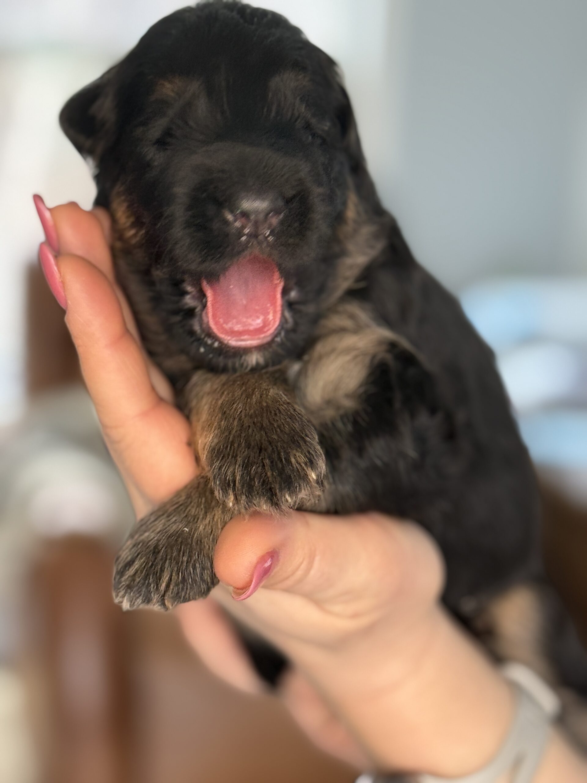 Von Palmore Hof (Adele Vom Unity Hof and & Tharik Vom Turkenkopf ...